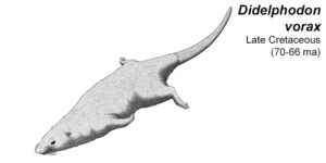 didelphodon – Nix Illustration