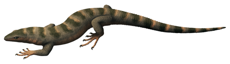 Ascendonanus – Nix Illustration