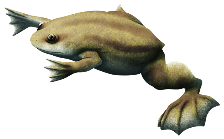 Almost-Living Fossils Month #25 – Europe’s Fully Aquatic Frogs – Nix ...