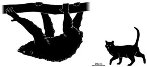 Island Weirdness #18 – Palaeopropithecus – Nix Illustration