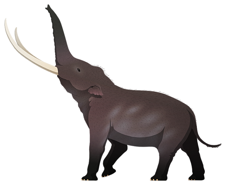stegodon – Nix Illustration