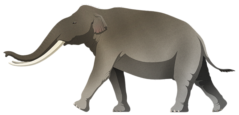 stegodon – Nix Illustration