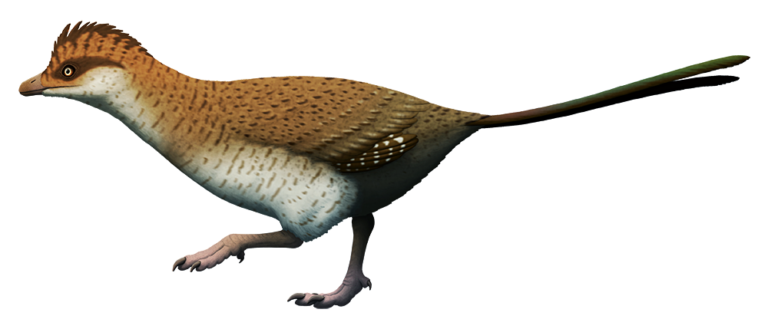 enantiornithes – Nix Illustration
