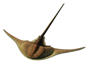 Austrolimulus – Nix Illustration