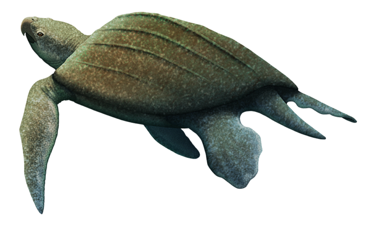 euclastes – Nix Illustration