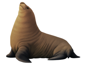 Allodesmus – Nix Illustration