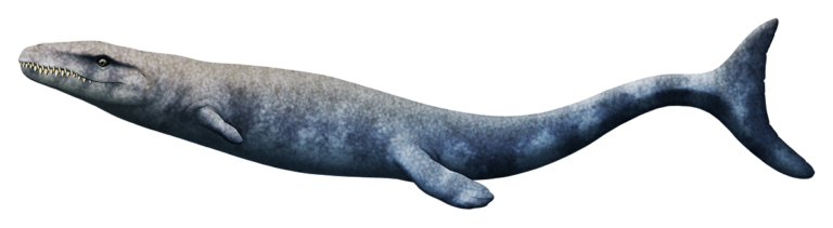 pseudosuchia – Nix Illustration