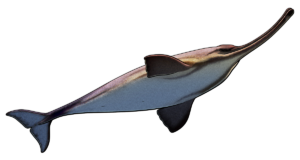 Strange Symmetries #19: Wonky Whales – Nix Illustration
