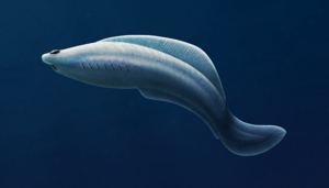 haikouichthys – Nix Illustration