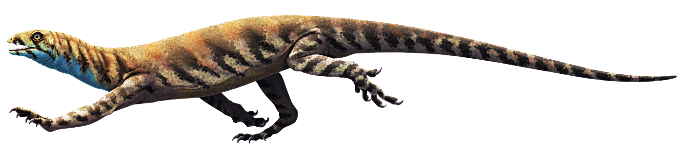 Nix Illustration – Paleontology and science illustration, and ...