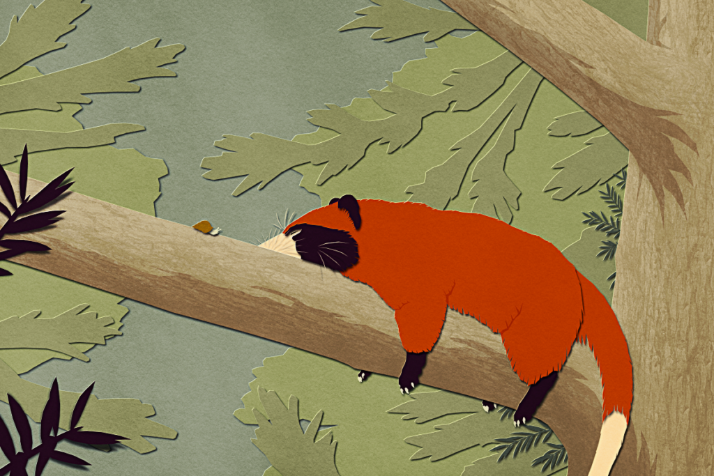 Patagomaia – Nix Illustration